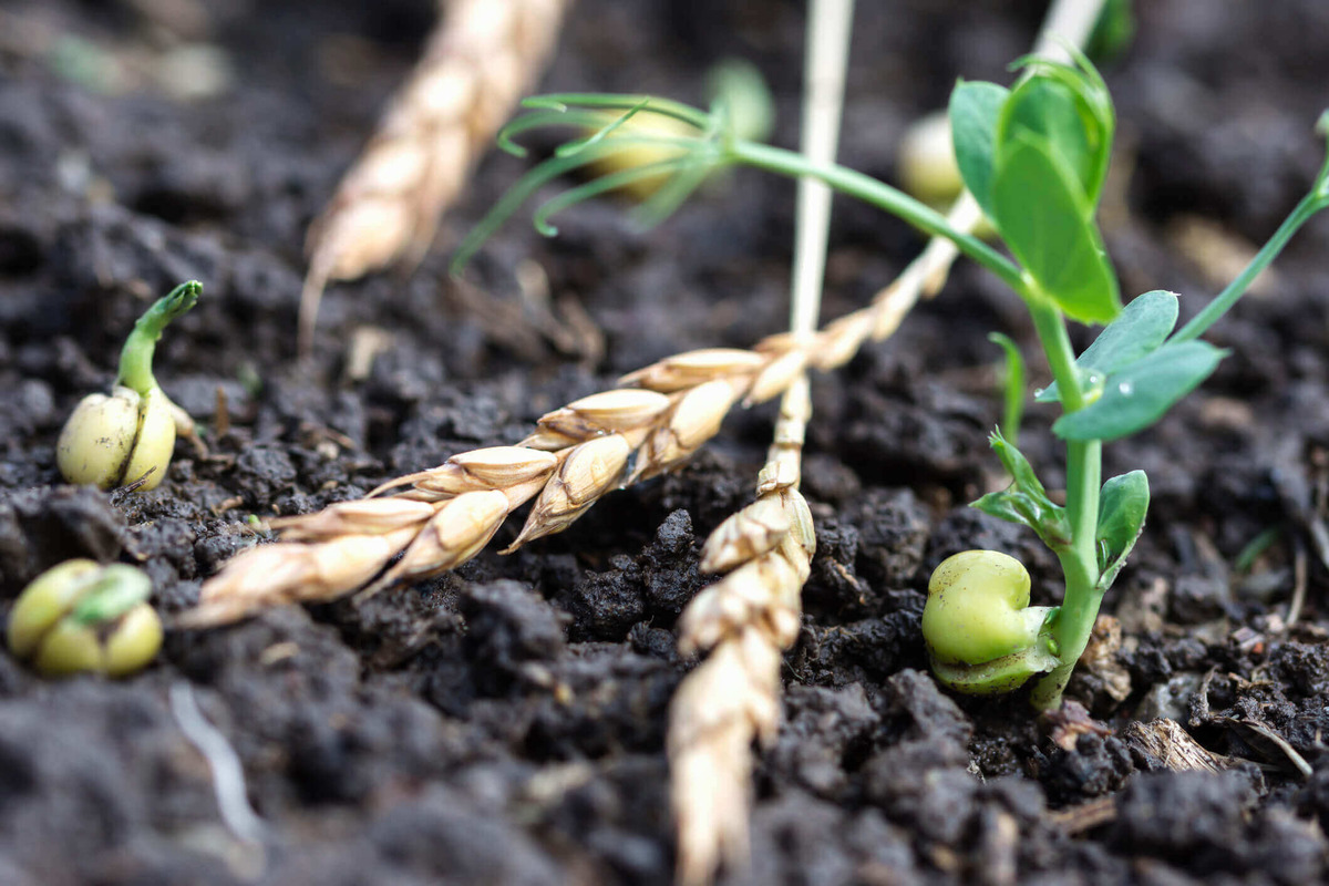Green Manure: A Guide to Cover Cropping | Wearparts
